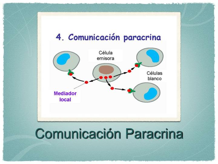 PPT - COMUNICACIÓN INTERCELULAR PowerPoint Presentation - ID:1810241