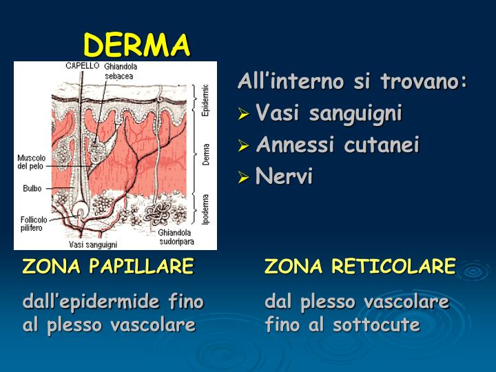 PPT - APPARATO TEGUMENTARIO PowerPoint Presentation - ID:1811157