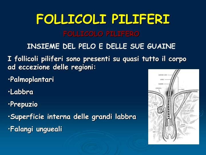 PPT - APPARATO TEGUMENTARIO PowerPoint Presentation - ID:1811157