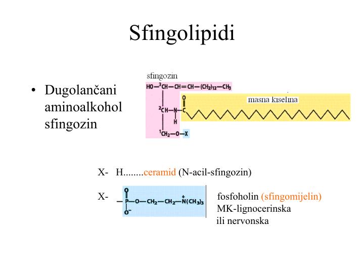 PPT - LIPIDI PowerPoint Presentation - ID:1811481