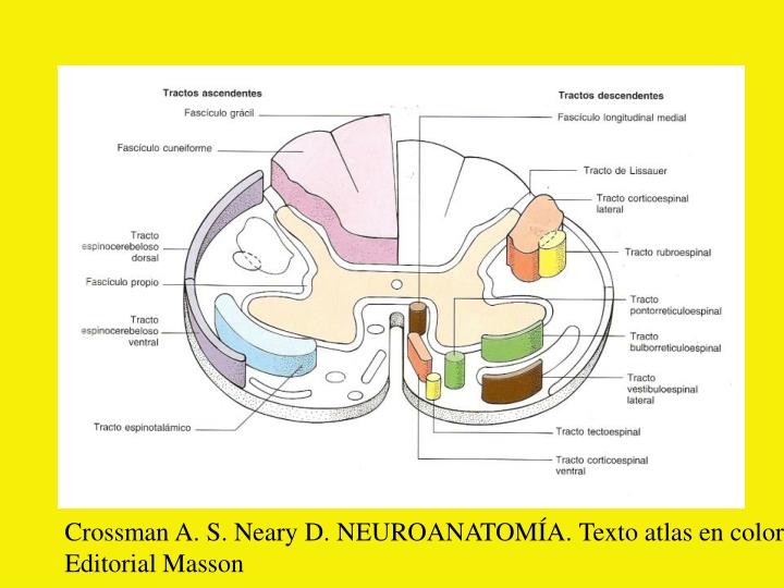 PPT - VIAS DE CONDUCCION PowerPoint Presentation - ID:1811575