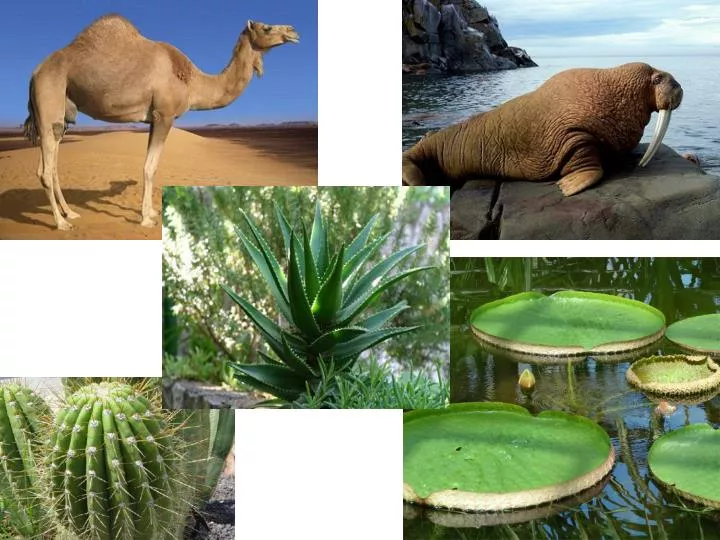 PPT - Interactiunea biotop - biocenoza . PowerPoint Presentation, free ...