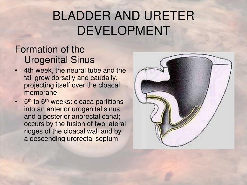 PPT - Urogenital Embryology PowerPoint Presentation, free download - ID ...