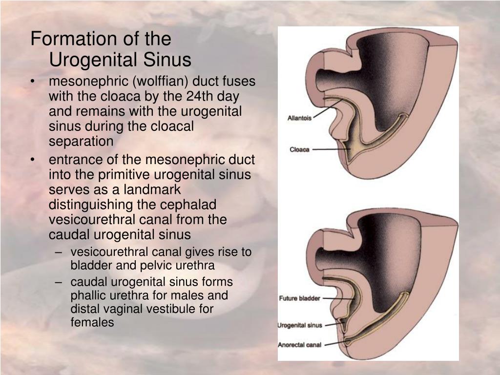 PPT - Urogenital Embryology PowerPoint Presentation, free download - ID ...
