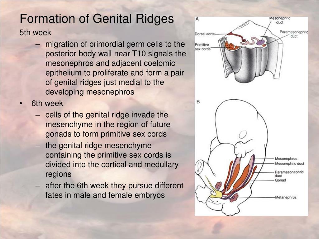 PPT - Urogenital Embryology PowerPoint Presentation, free download - ID ...