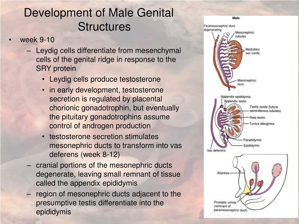 PPT - Urogenital Embryology PowerPoint Presentation, free download - ID ...