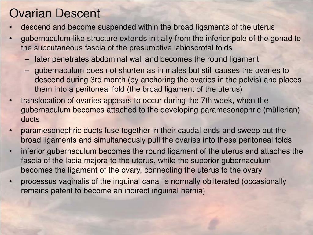 PPT - Urogenital Embryology PowerPoint Presentation, free download - ID ...