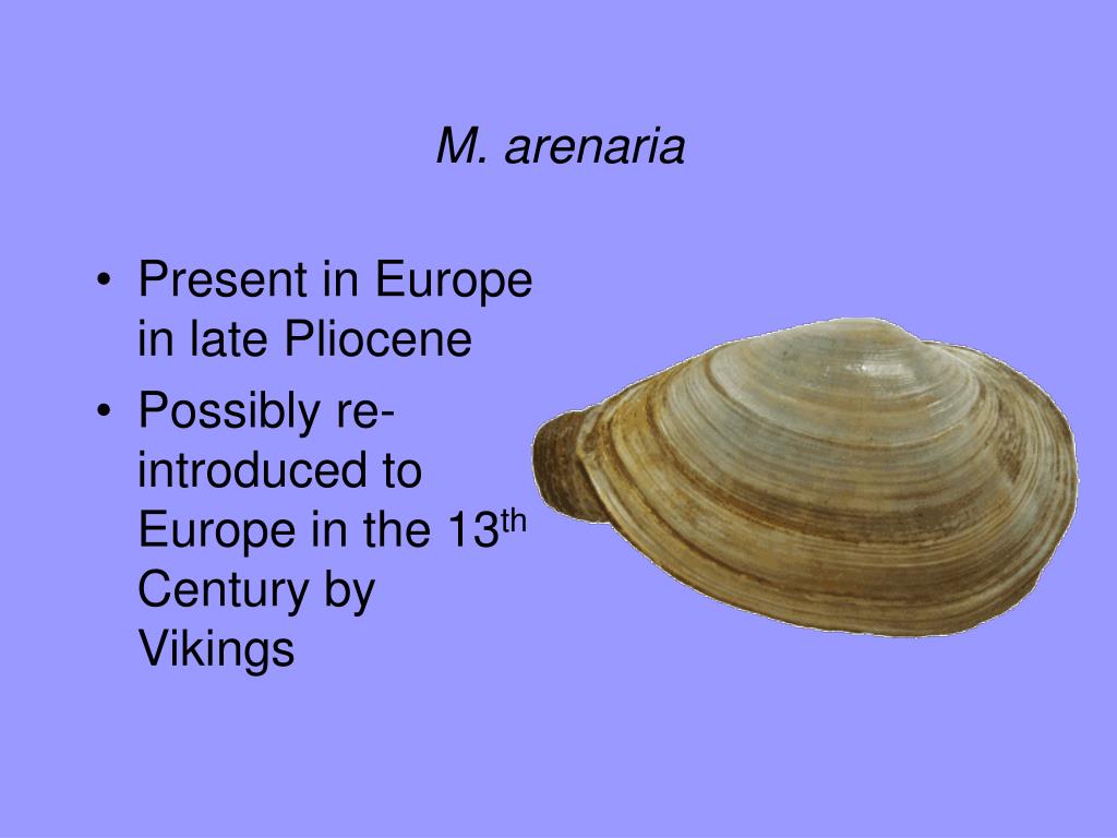 PPT - Ensis americanus and Mya arenaria in the Wadden Sea PowerPoint ...