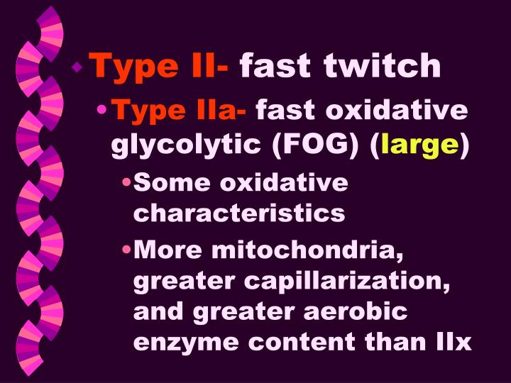 PPT - Muscle Physiology PowerPoint Presentation - ID:1812672