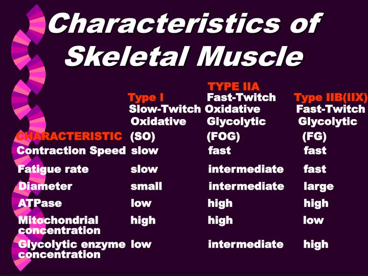 PPT - Muscle Physiology PowerPoint Presentation - ID:1812672