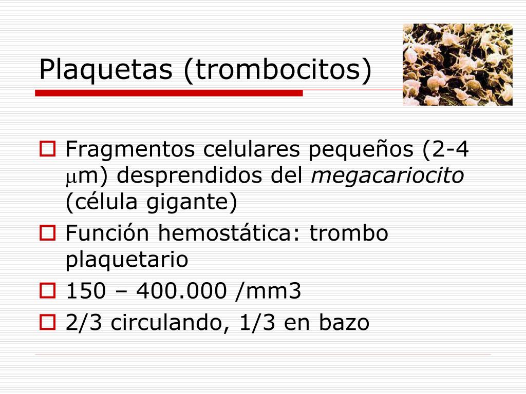 PPT - Hemostasia: plaquetas y coagulación sanguínea. PowerPoint ...