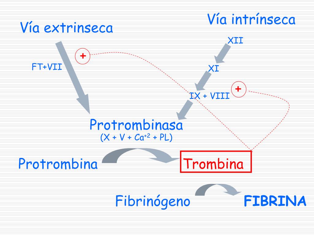 PPT - Hemostasia: plaquetas y coagulación sanguínea. PowerPoint ...