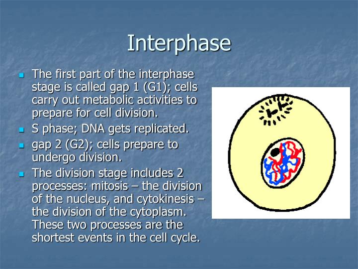 PPT - Unit 2 – Reproduction and Development Cellular Reproduction ...