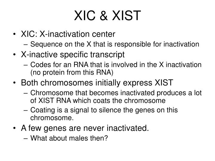 PPT - The Chromosomal Theory of Inheritance PowerPoint Presentation ...