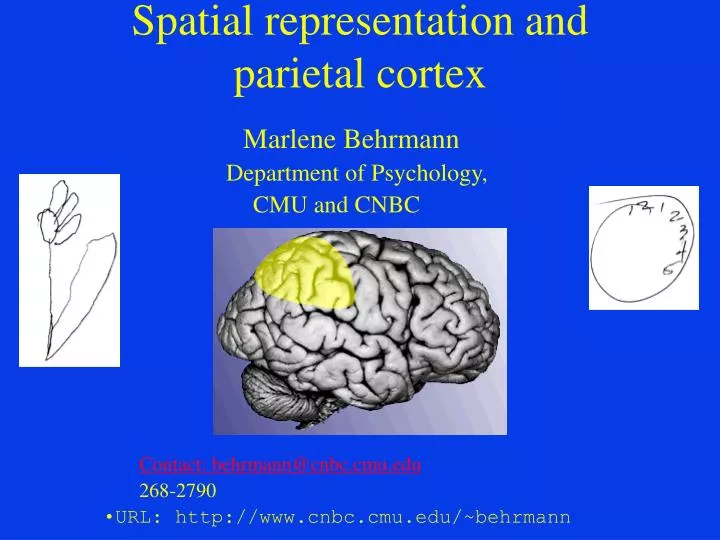 PPT - Spatial representation and parietal cortex PowerPoint ...