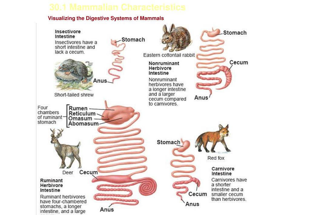 PPT - Kingdom Animalia ---Phylum Chordata ------Subphylum Vertebrata ...
