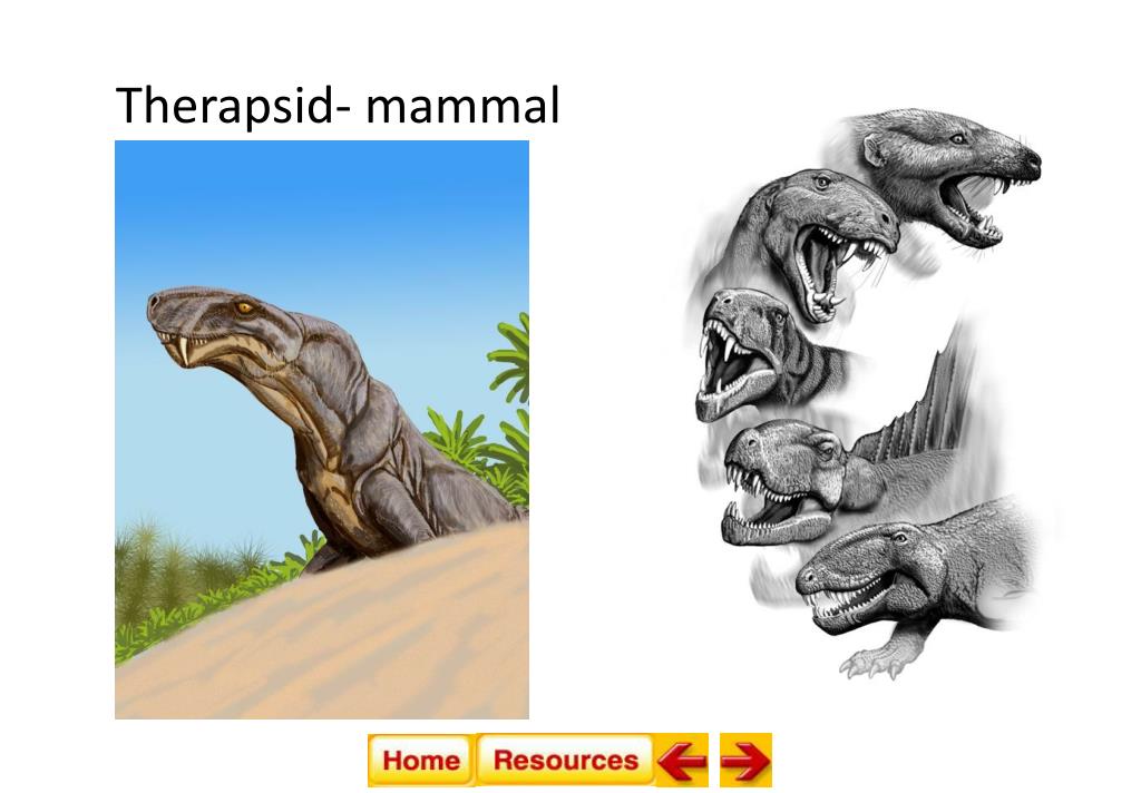 PPT - Kingdom Animalia ---Phylum Chordata ------Subphylum Vertebrata ...