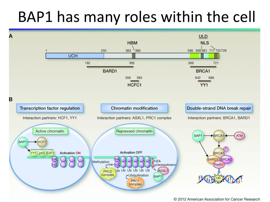 PPT - BAP1 and involvement in Mesothelioma, CMML, Uveal (eye) melanoma ...