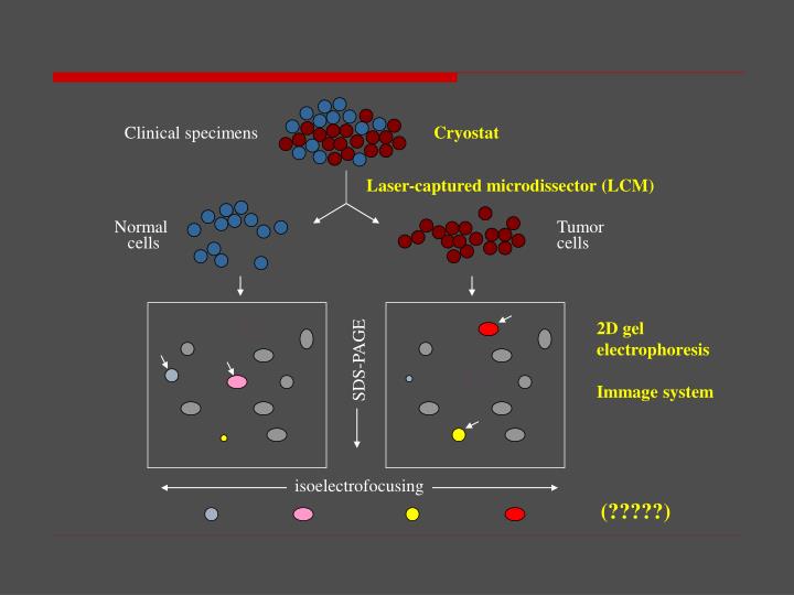 PPT - Two dimensional gel electrophoresis PowerPoint Presentation - ID ...