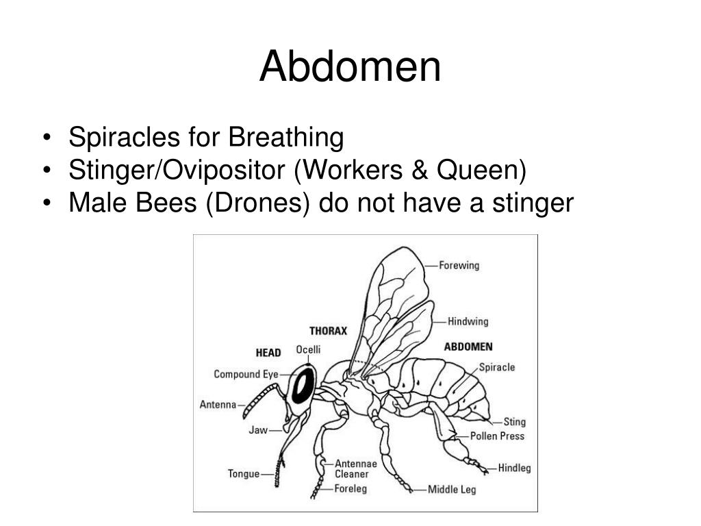 PPT - Honey Bee Apis mellifera Anatomy & Biology PowerPoint ...