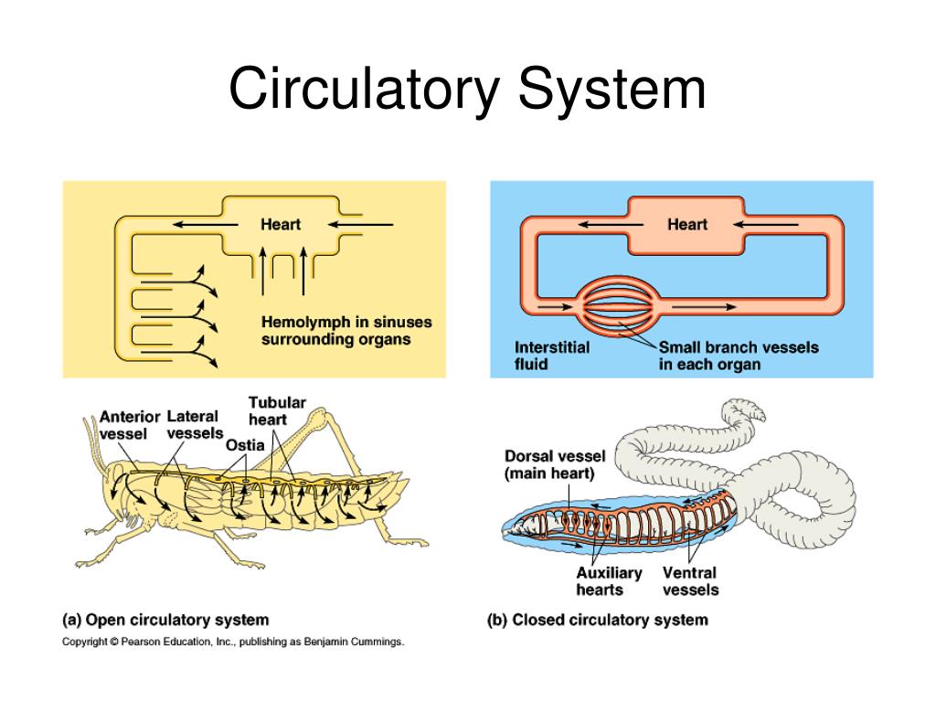 PPT - Honey Bee Apis mellifera Anatomy & Biology PowerPoint ...