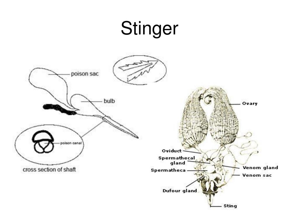 PPT - Honey Bee Apis mellifera Anatomy & Biology PowerPoint ...