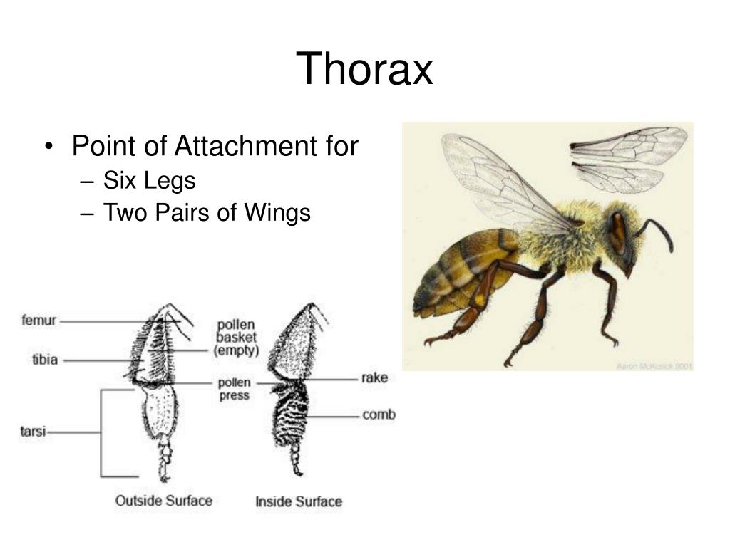 PPT - Honey Bee Apis mellifera Anatomy & Biology PowerPoint ...