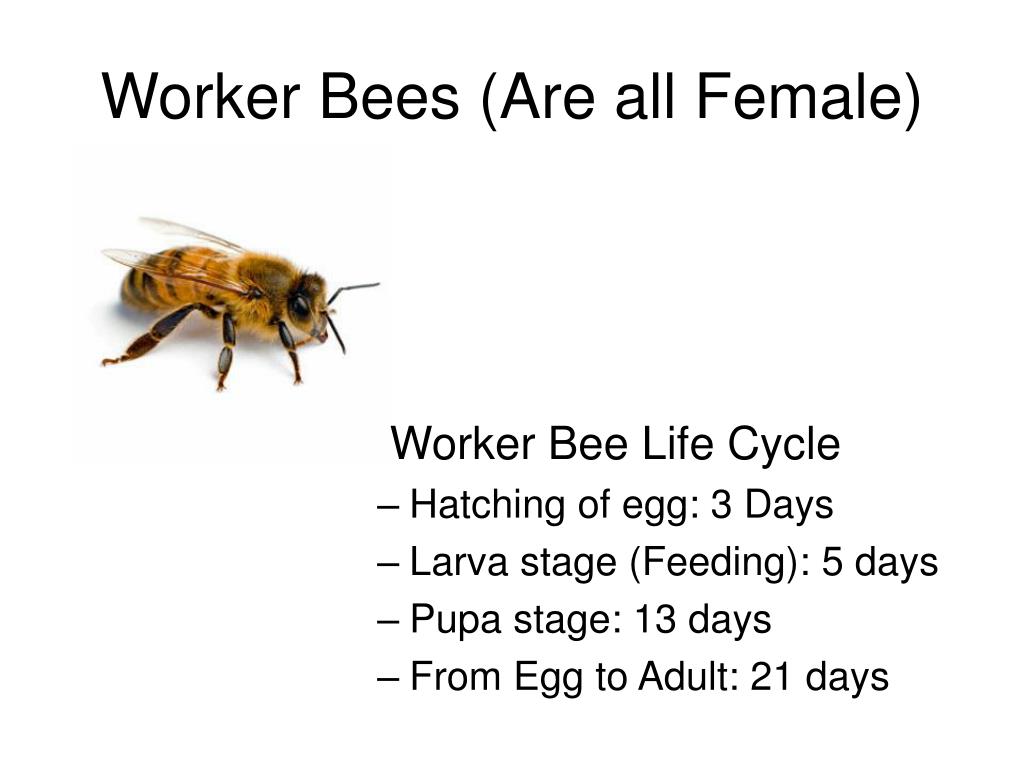 PPT - Honey Bee Apis mellifera Anatomy & Biology PowerPoint ...