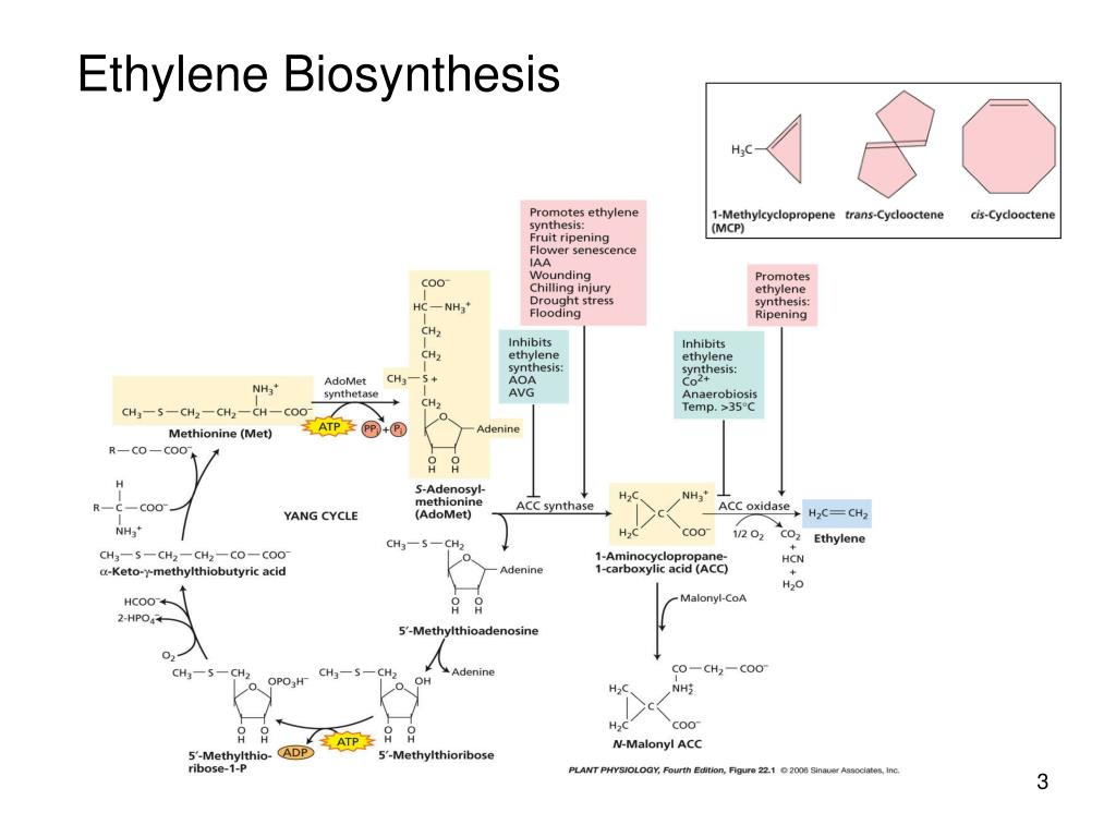 PPT - Growth Hormones Ethylene and Abscisic Acid Plant Physiology 751 ...