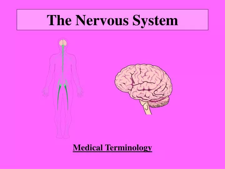 Ppt The Nervous System Powerpoint Presentation Free Download Id