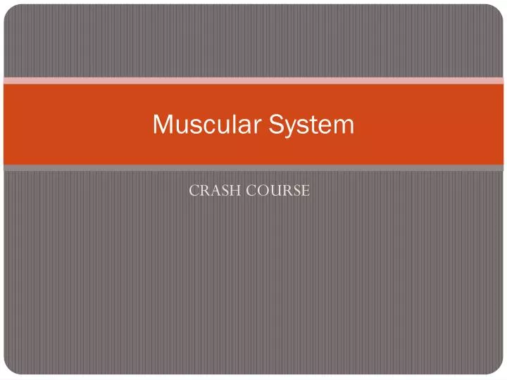 PPT - Muscular System PowerPoint Presentation, free download - ID:1816592