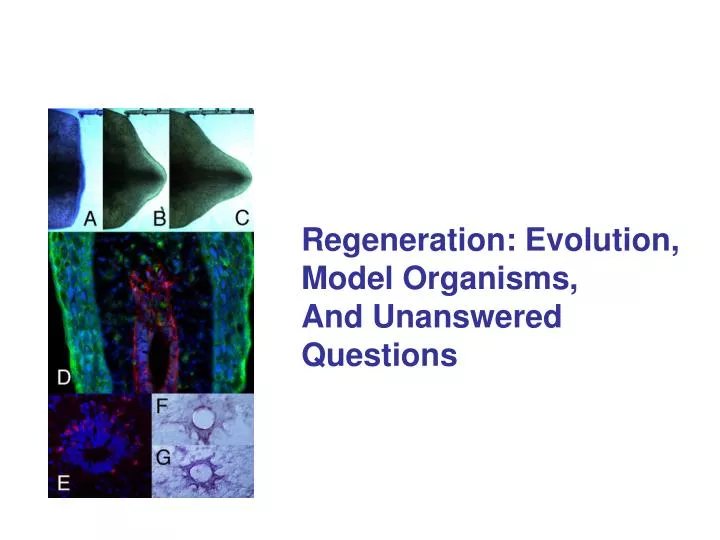 PPT - Regeneration: Evolution, Model Organisms, And Unanswered ...