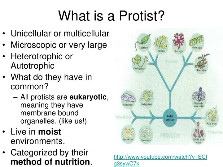 PPT - What is a Protist? PowerPoint Presentation, free download - ID ...