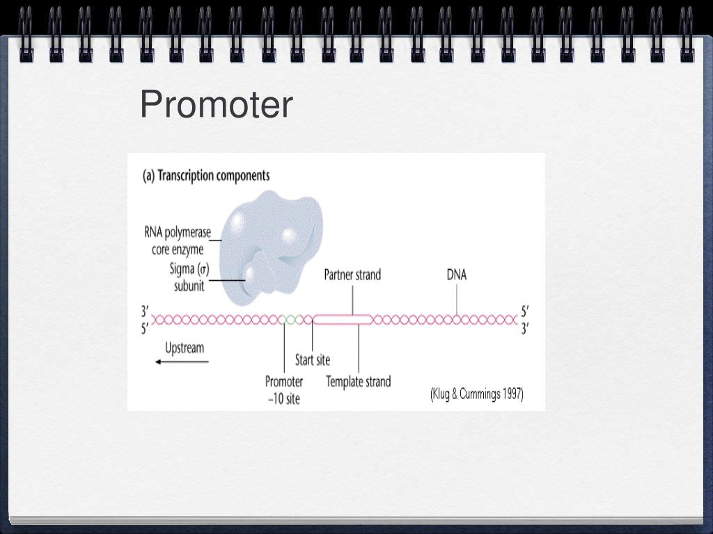PPT - The Biology of Mammalian Promoters PowerPoint Presentation, free ...