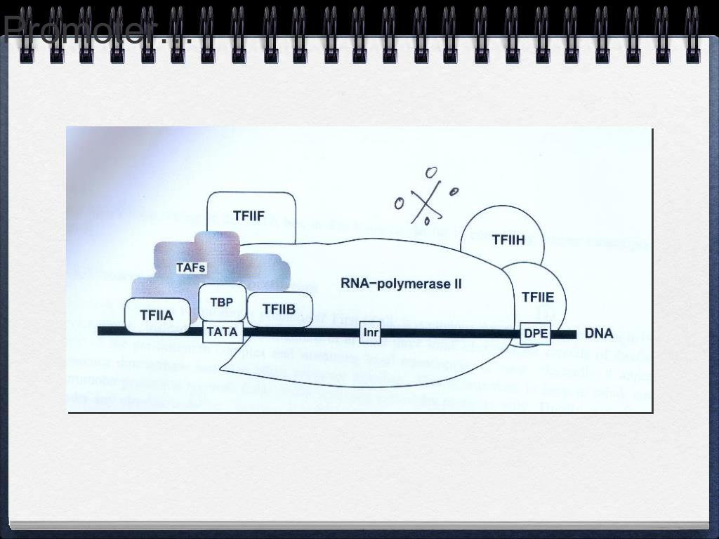 PPT - The Biology of Mammalian Promoters PowerPoint Presentation, free ...
