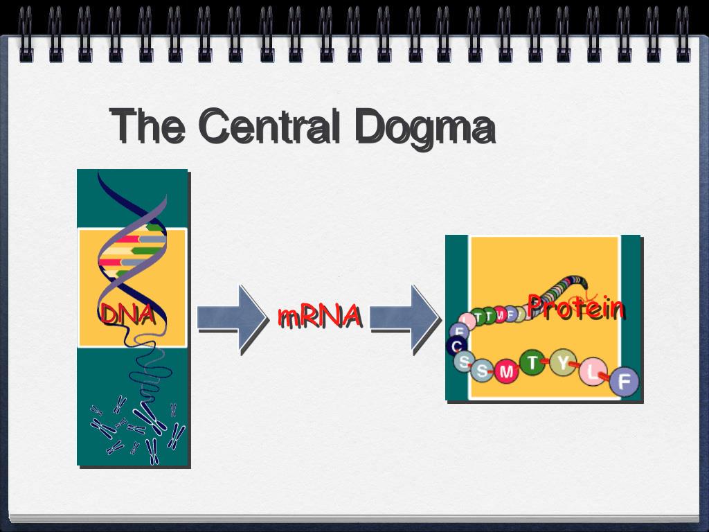PPT - The Biology of Mammalian Promoters PowerPoint Presentation, free ...