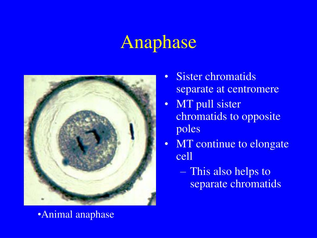 PPT - CH 9: Mitosis & CH 10: Meiosis PowerPoint Presentation, free ...