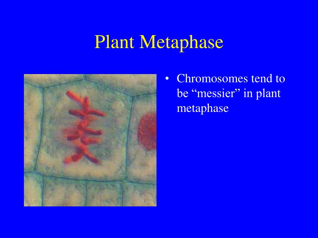 PPT - CH 9: Mitosis & CH 10: Meiosis PowerPoint Presentation, free ...