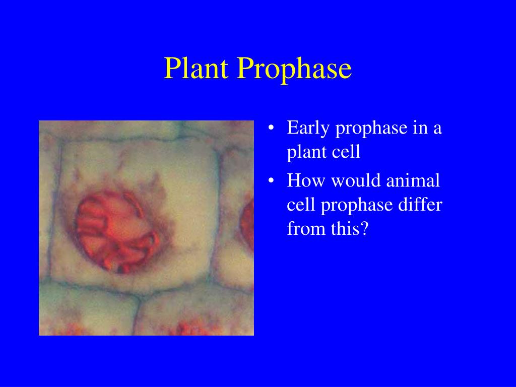 PPT - CH 9: Mitosis & CH 10: Meiosis PowerPoint Presentation, free ...