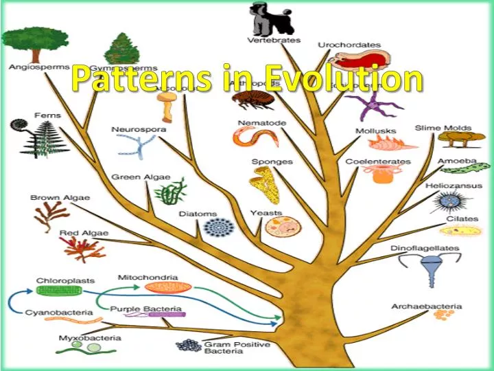 PPT - Patterns in Evolution PowerPoint Presentation, free download - ID ...