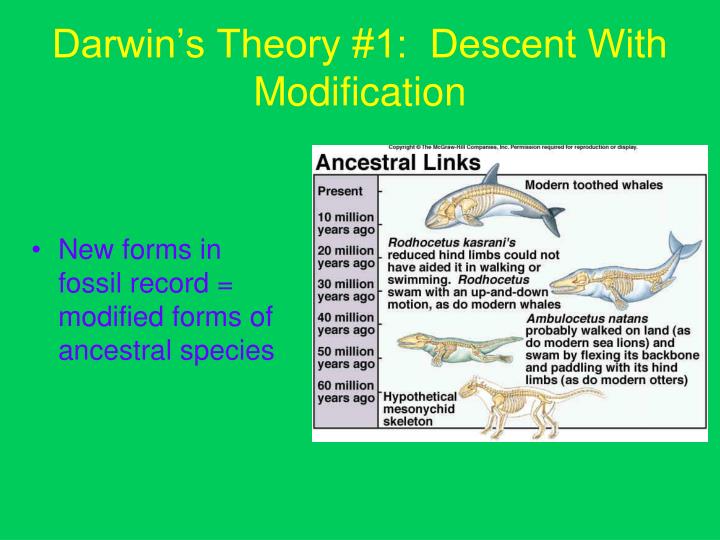 PPT - Evolution PowerPoint Presentation - ID:1819960