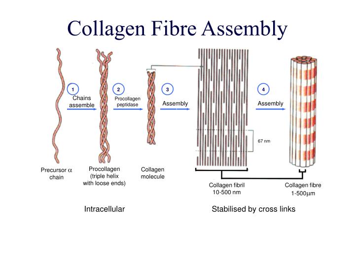 PPT - Collagen PowerPoint Presentation - ID:1820122
