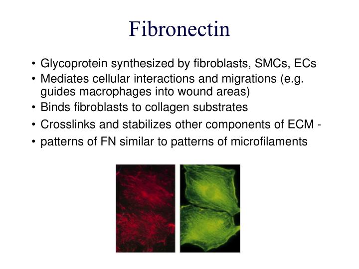 PPT - Collagen PowerPoint Presentation - ID:1820122