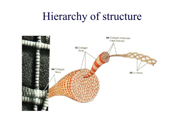 PPT - Collagen PowerPoint Presentation - ID:1820122