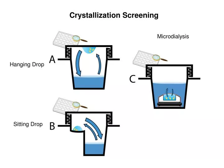 PPT - Hanging Drop PowerPoint Presentation, free download - ID:1820223