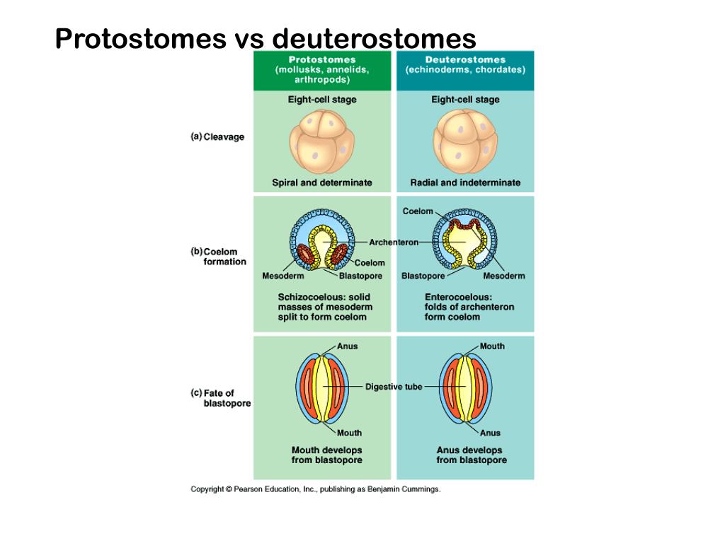 PPT - Animal gametogenesis and embryology (chapters 25, 32, 47) What is ...