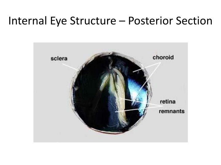 PPT - Sheep Eye Dissection PowerPoint Presentation - ID:1820950