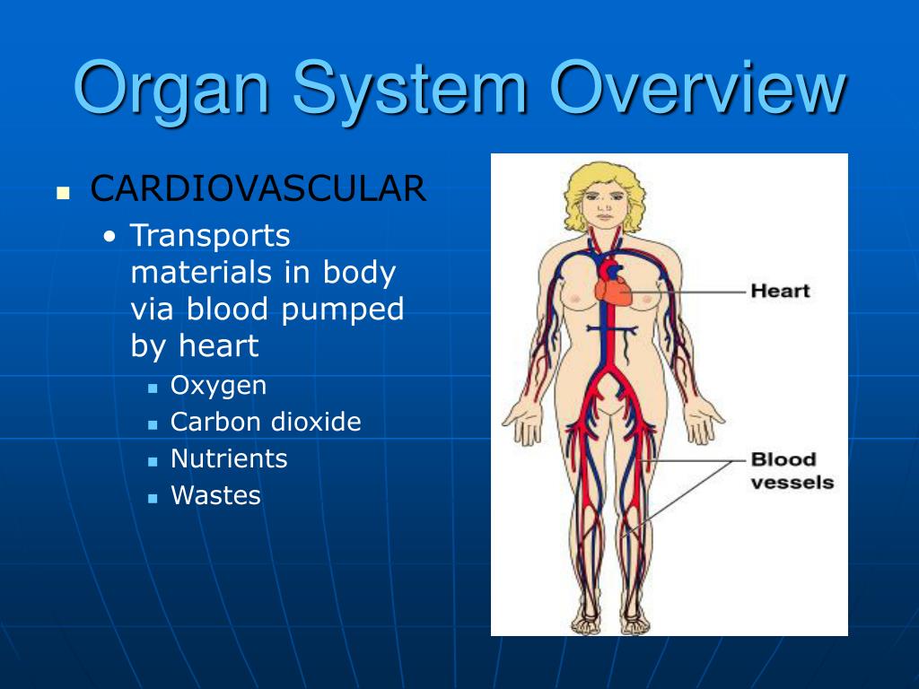 PPT - Human Anatomy - Mr. Taylor PowerPoint Presentation, free download ...