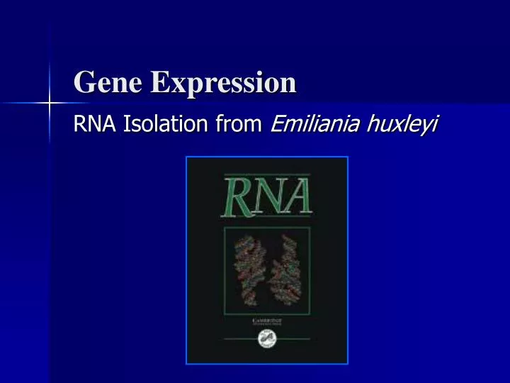 PPT - Gene Expression PowerPoint Presentation, free download - ID:1821133