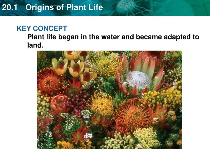 PPT - KEY CONCEPT Plant life began in the water and became adapted to ...